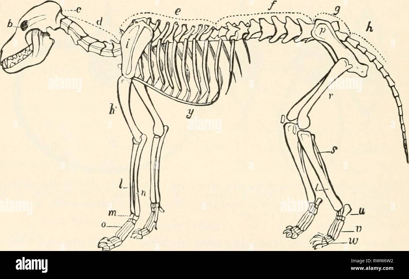 Convex ribs hi-res stock photography and images - Alamy
