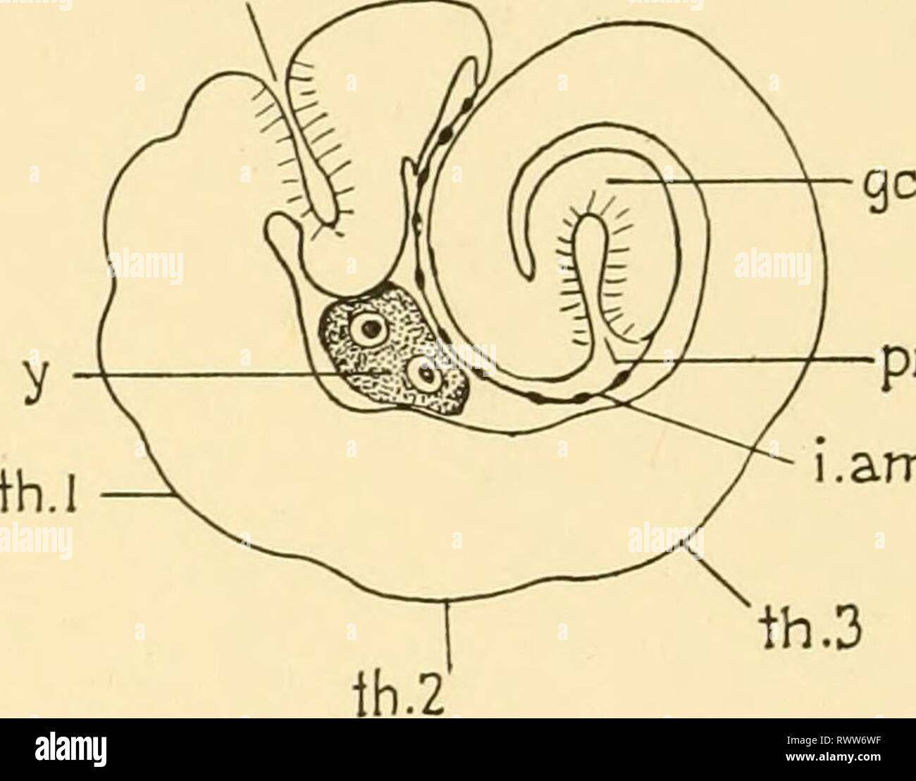 Embryology of insects and myriapods; Embryology of insects and ...