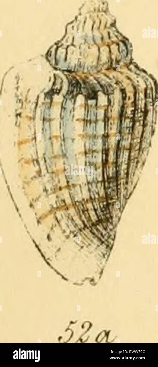 Conchology drawing hi-res stock photography and images - Alamy