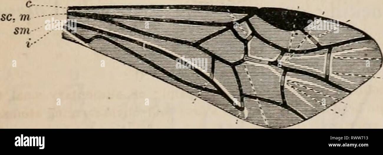Elements of zoölogy a Stock Photo - Alamy