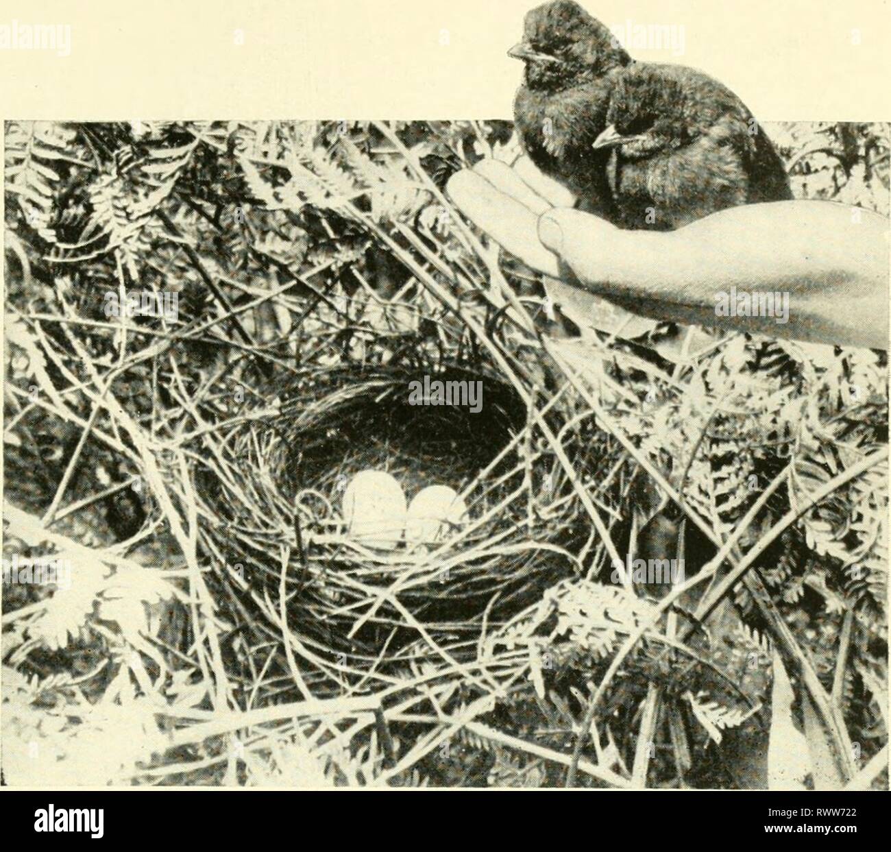 The Emu official organ Stock Photo - Alamy