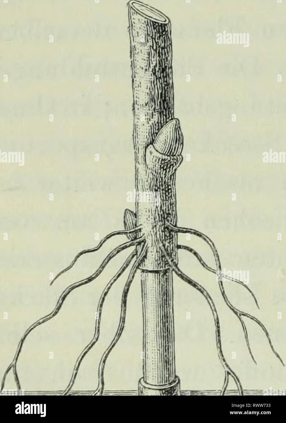 Elemente der wissenschaftlichen Botanik (1906 Stock Photo - Alamy