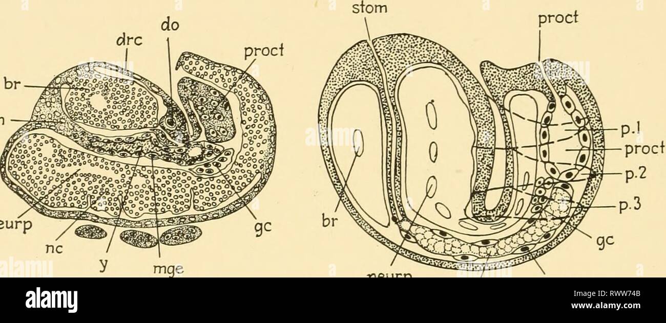 Embryology of insects and myriapods; Embryology of insects and ...
