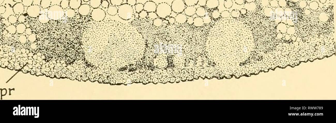 Embryology of insects and myriapods; Embryology of insects and ...