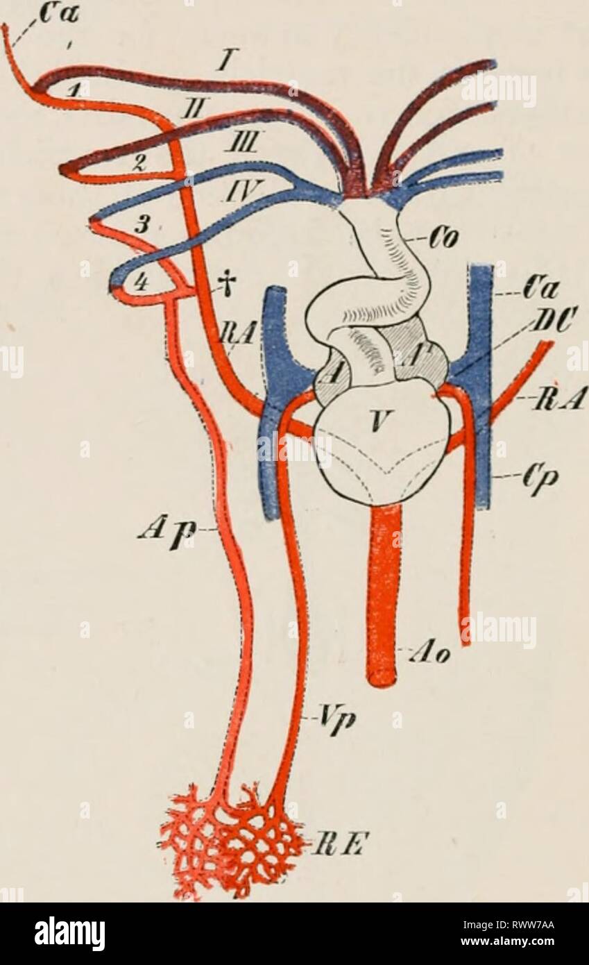 Elements of the comparative anatomy Stock Photo - Alamy