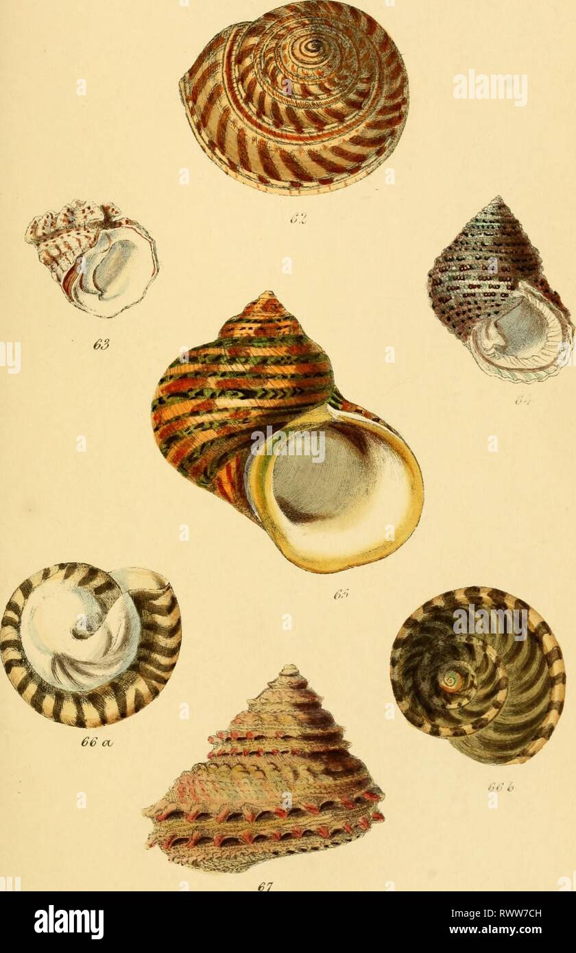 Elements of conchology an Stock Photo - Alamy