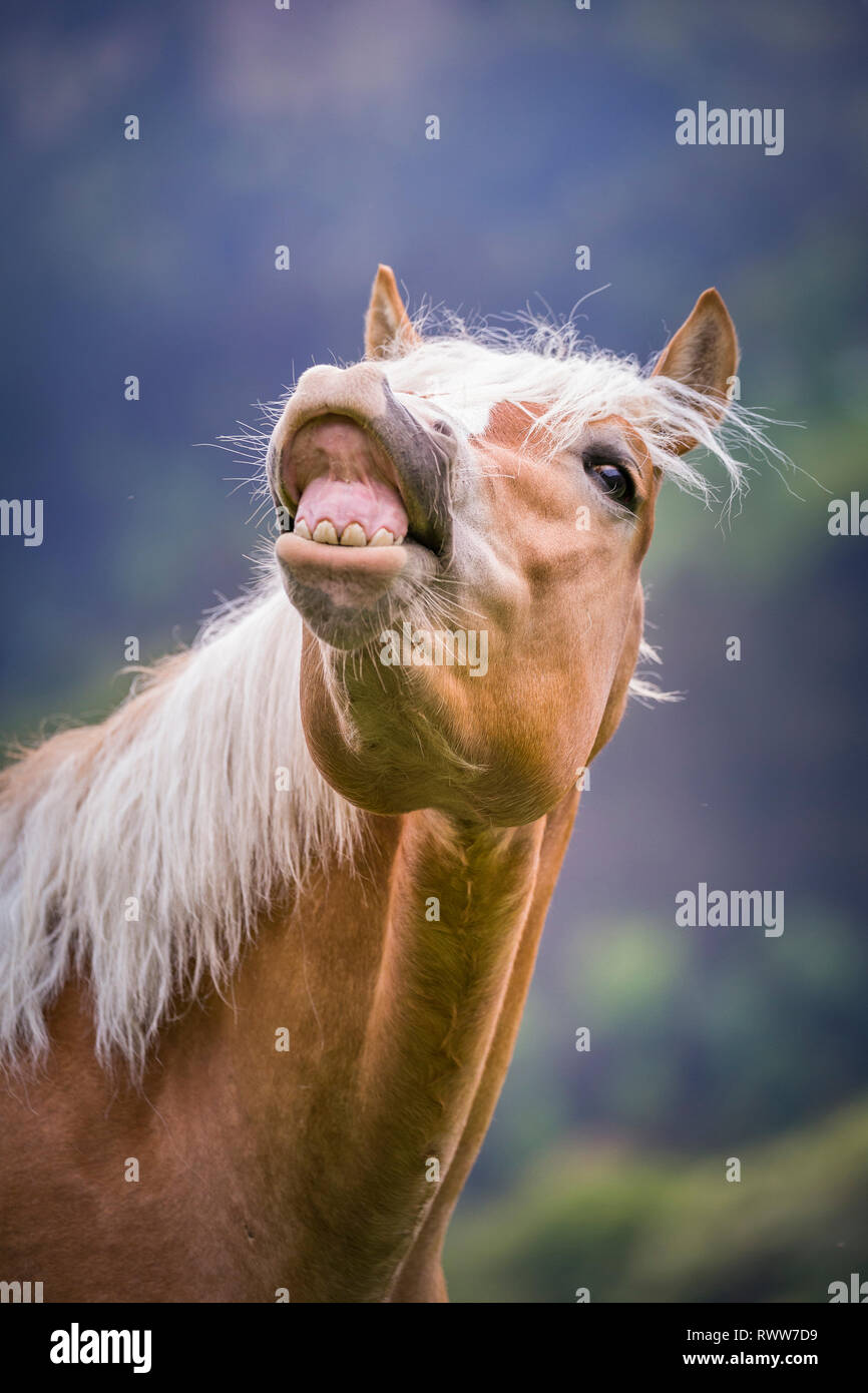 Flehmen horse hi-res stock photography and images - Alamy