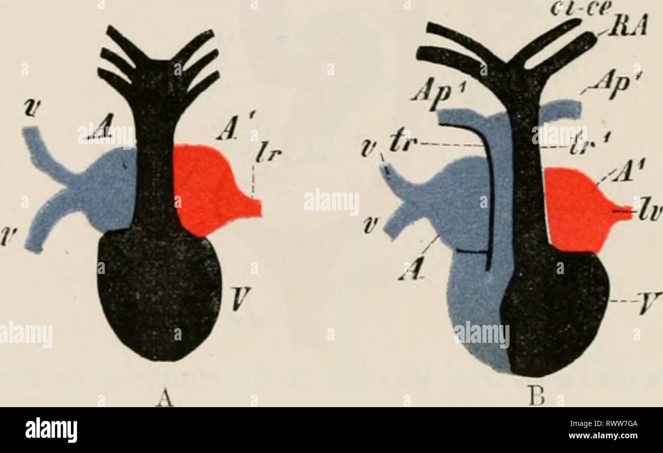 Elements of the comparative anatomy Stock Photo - Alamy