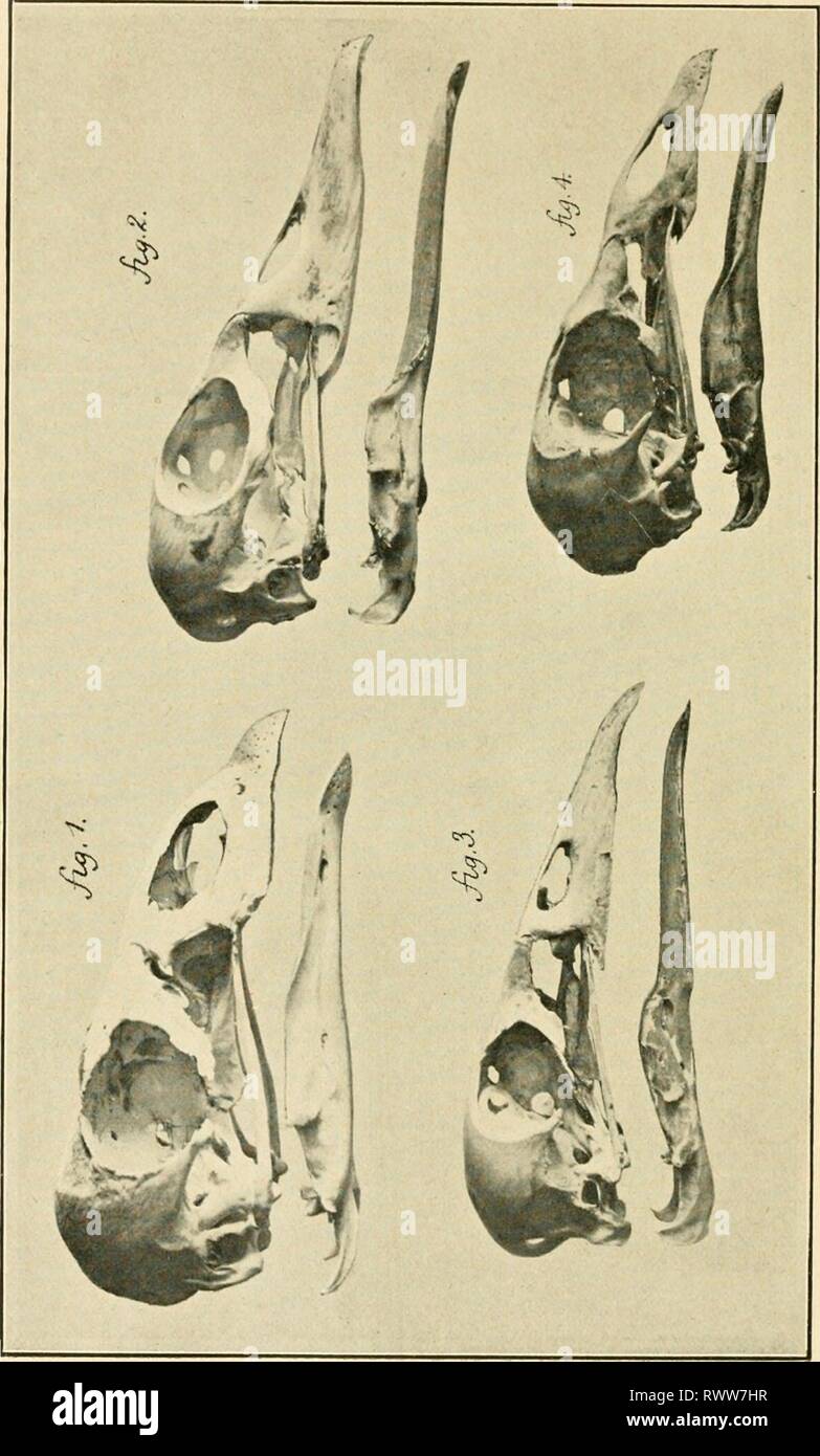 The Emu official organ Stock Photo - Alamy