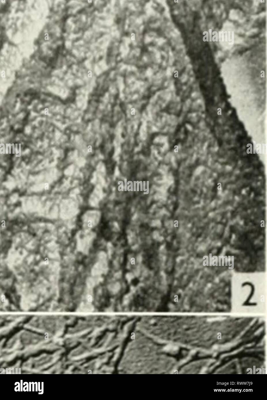 Electron microscopy; proceedings of the Electron microscopy ...