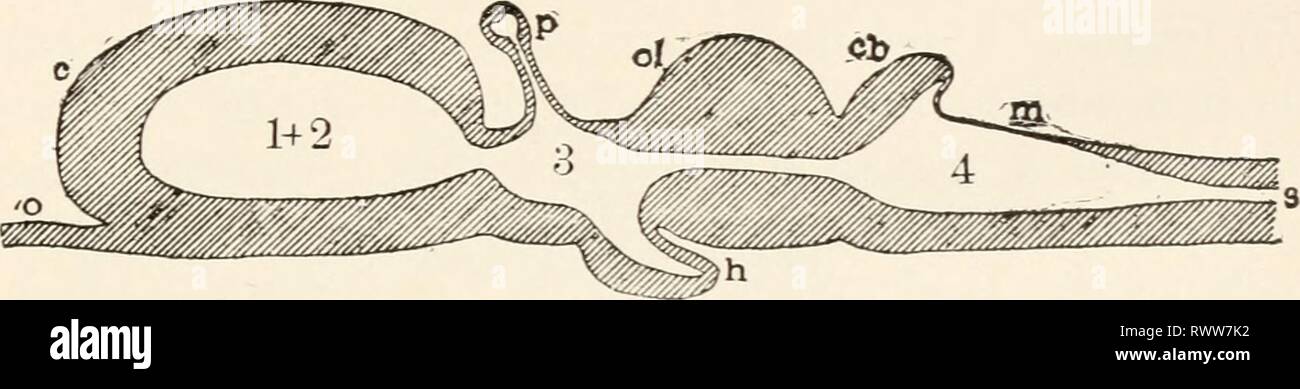 Ventricles of cerebrum hi-res stock photography and images - Alamy