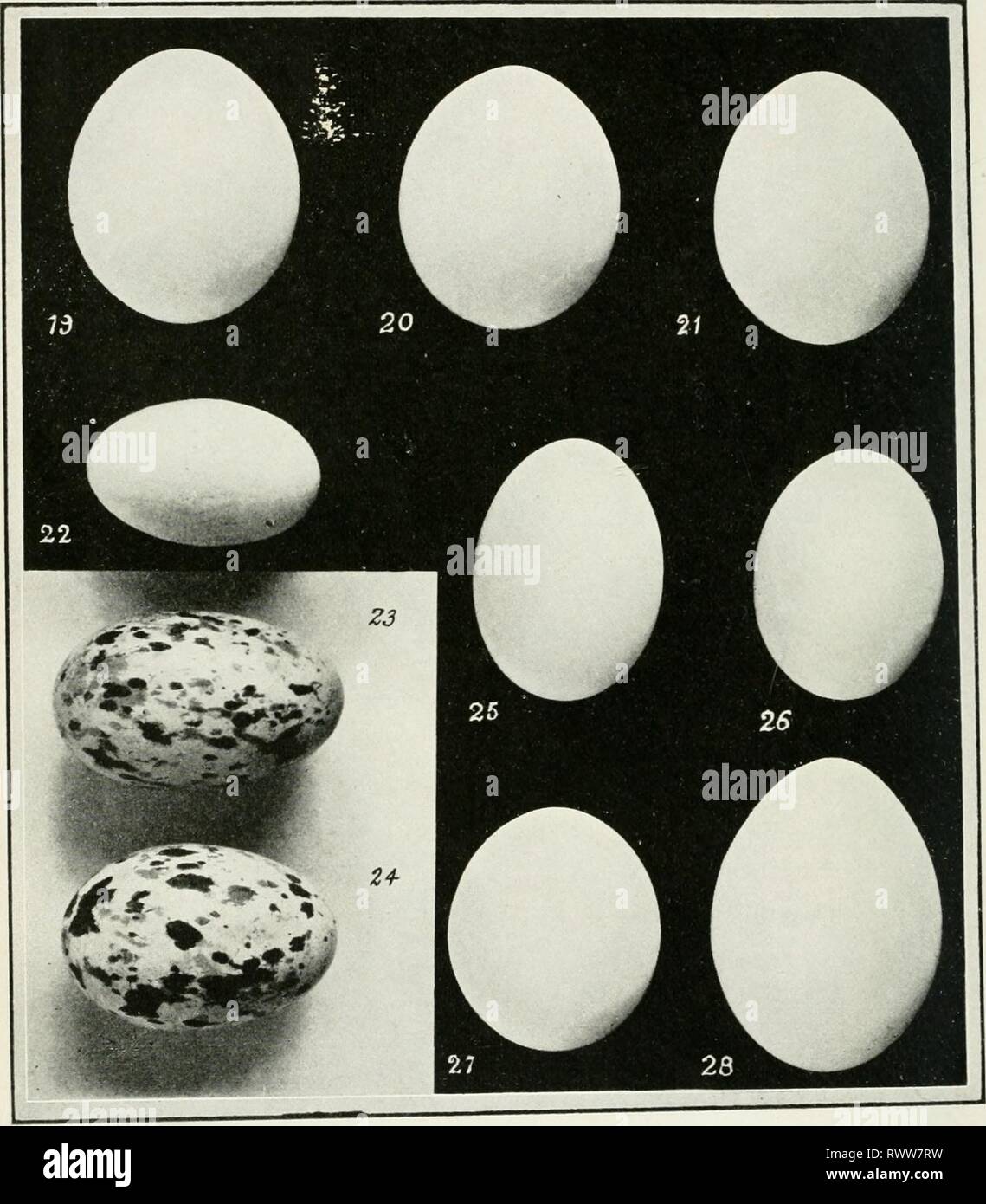The Emu (1901) The Emu emu15aust Year: 1901 The Emu, Vol. XV. PLATE ...