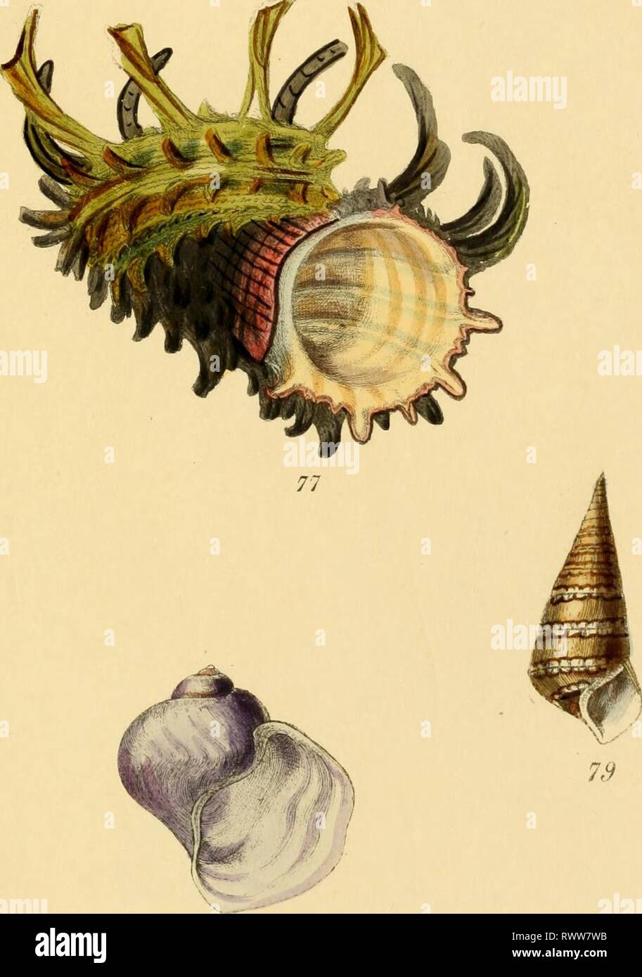 Elements of conchology an Stock Photo - Alamy