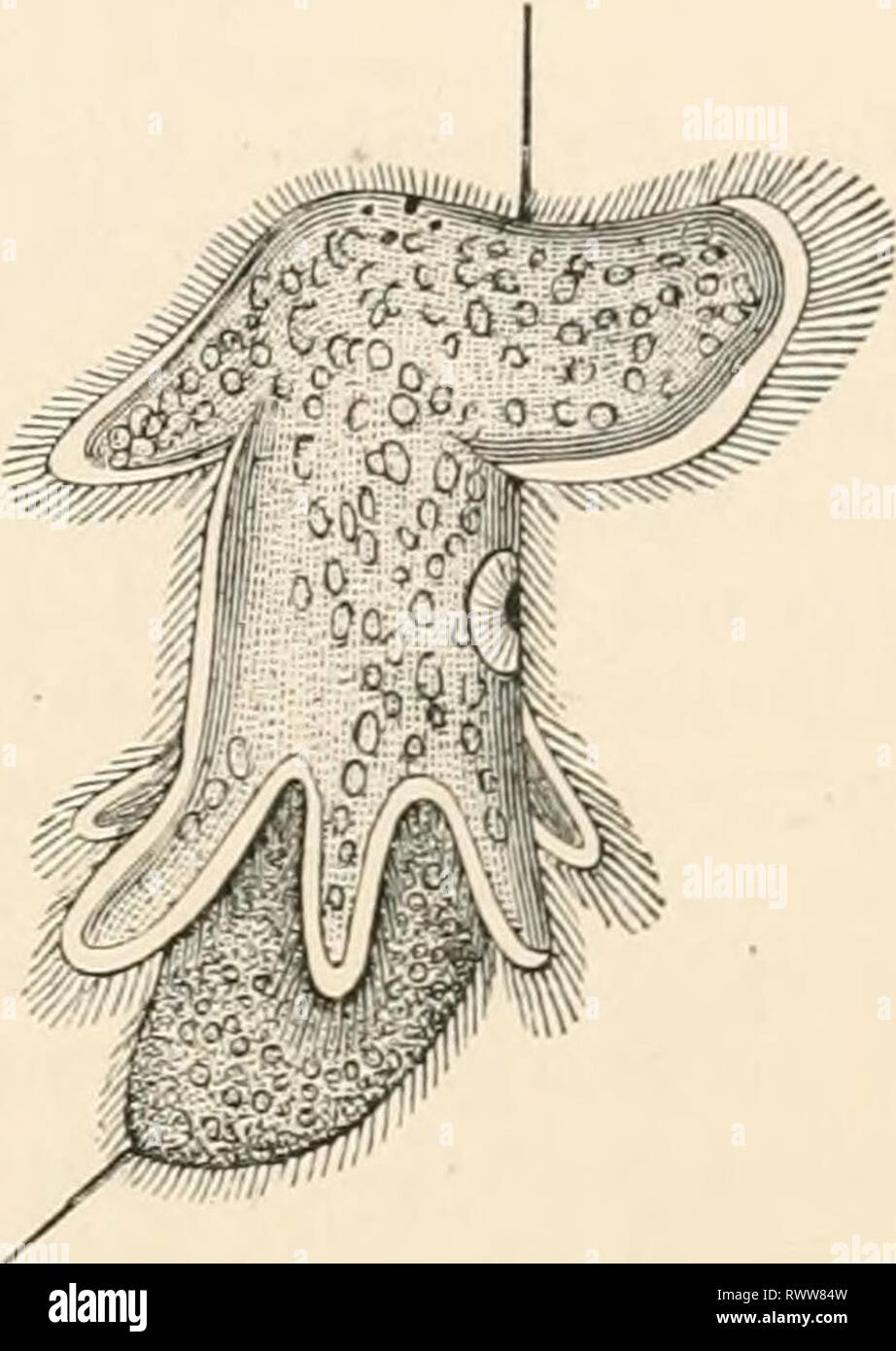 Elementary text-book of zoology (1884) Elementary text-book of zoology ...
