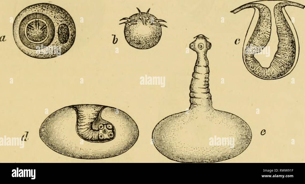 Elementary text-book of zoology, general Stock Photo - Alamy