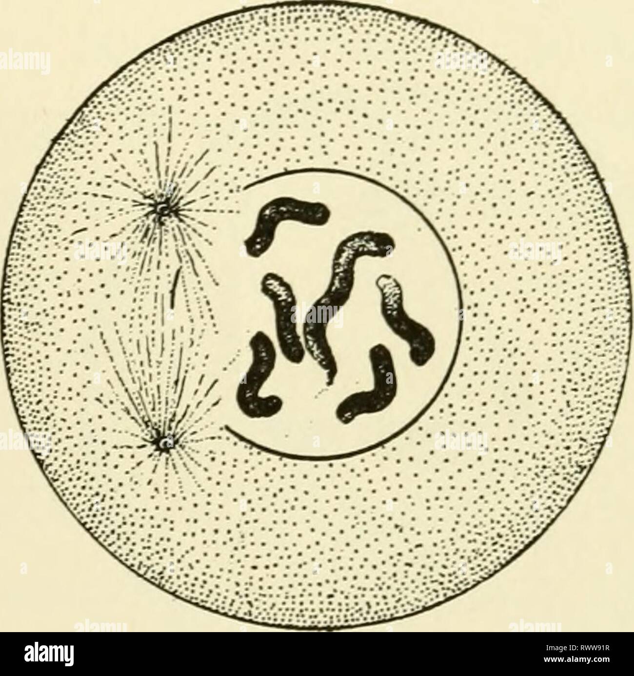 Cell in the prophase stage of mitosis hi-res stock photography and ...