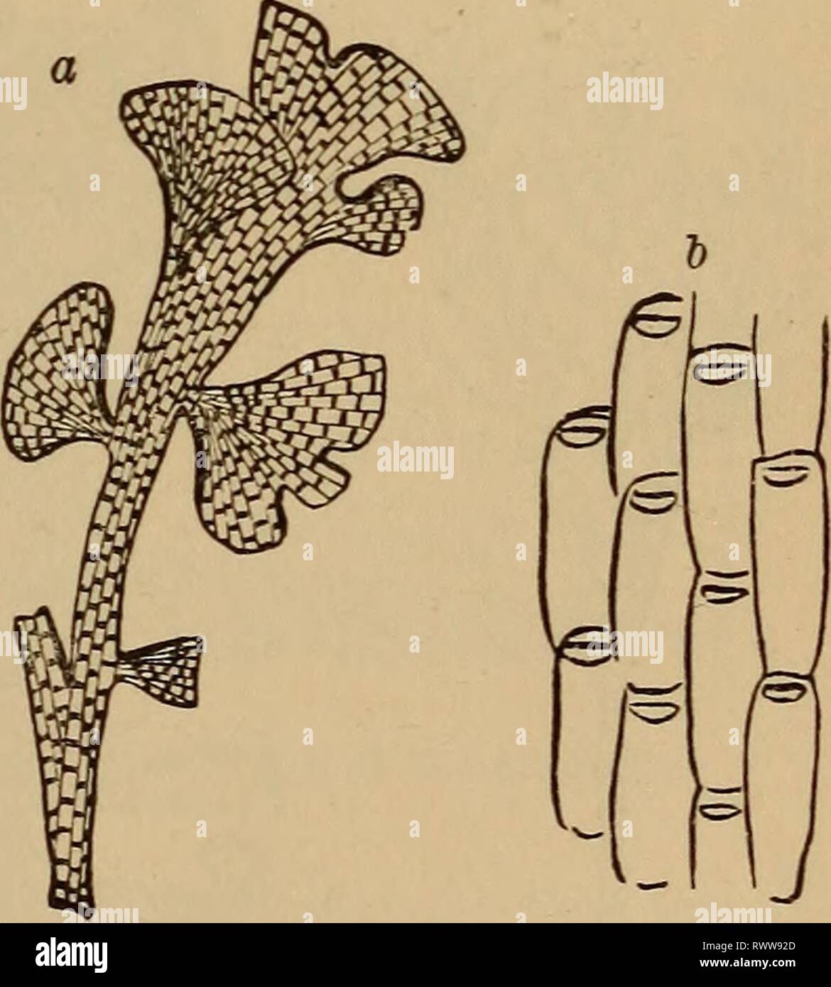 Elements of geology a Stock Photo - Alamy