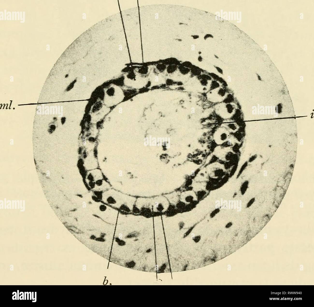 The elements of experimental embryology Stock Photo - Alamy