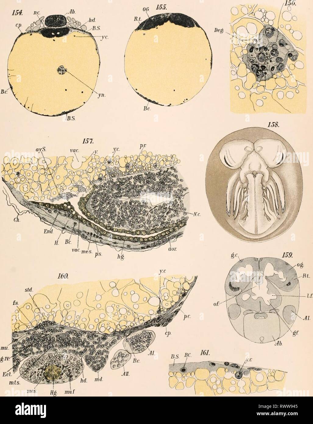 The embryology and metamorphosis of Stock Photo - Alamy