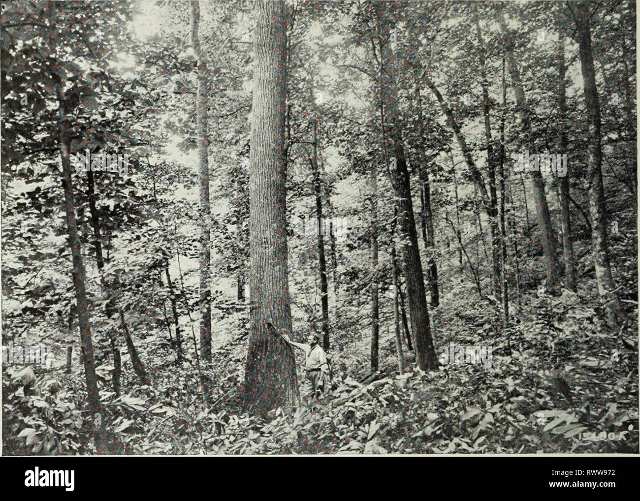 Elements of forestry (1914 Stock Photo - Alamy