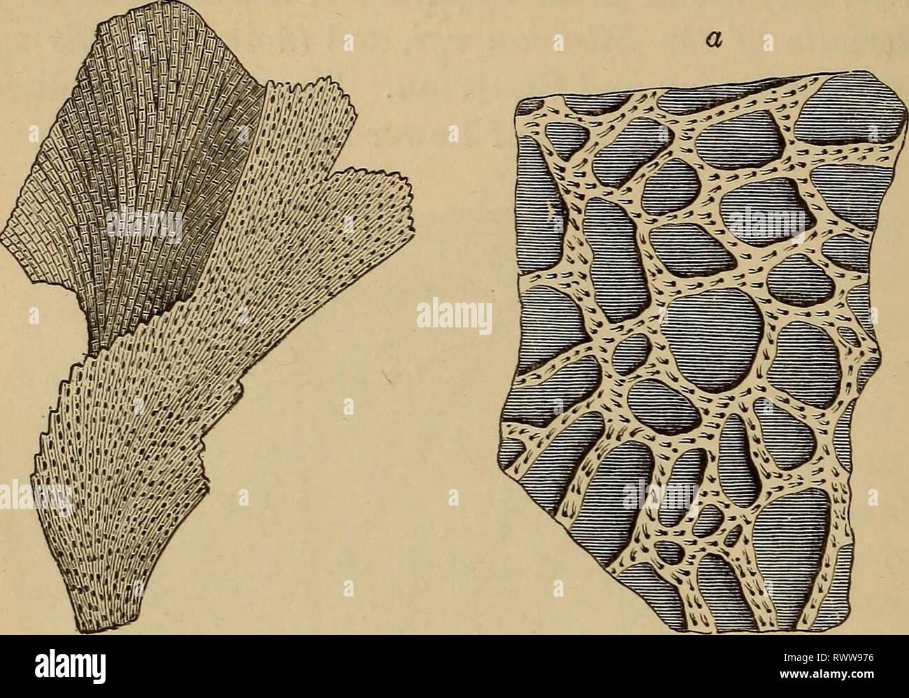 Elements of geology a Stock Photo - Alamy