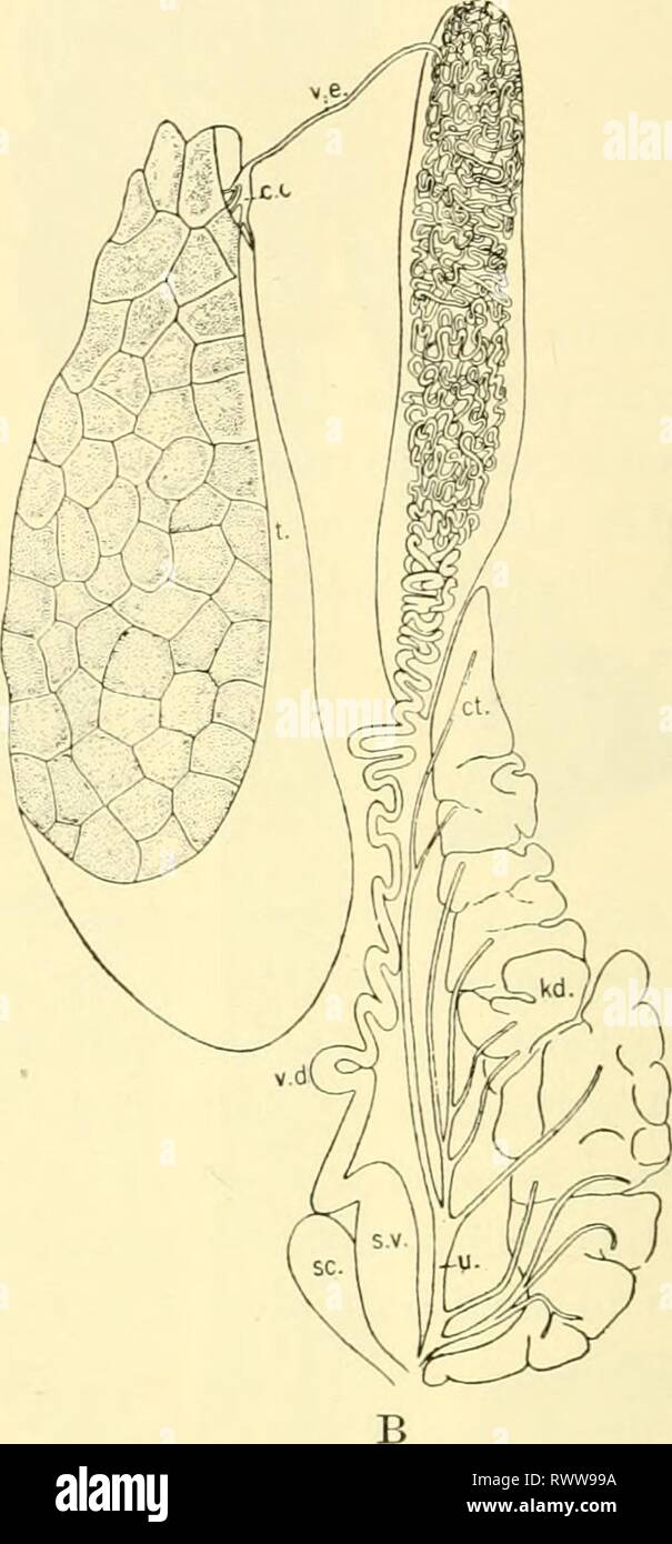Vesicula seminalis hi-res stock photography and images - Alamy