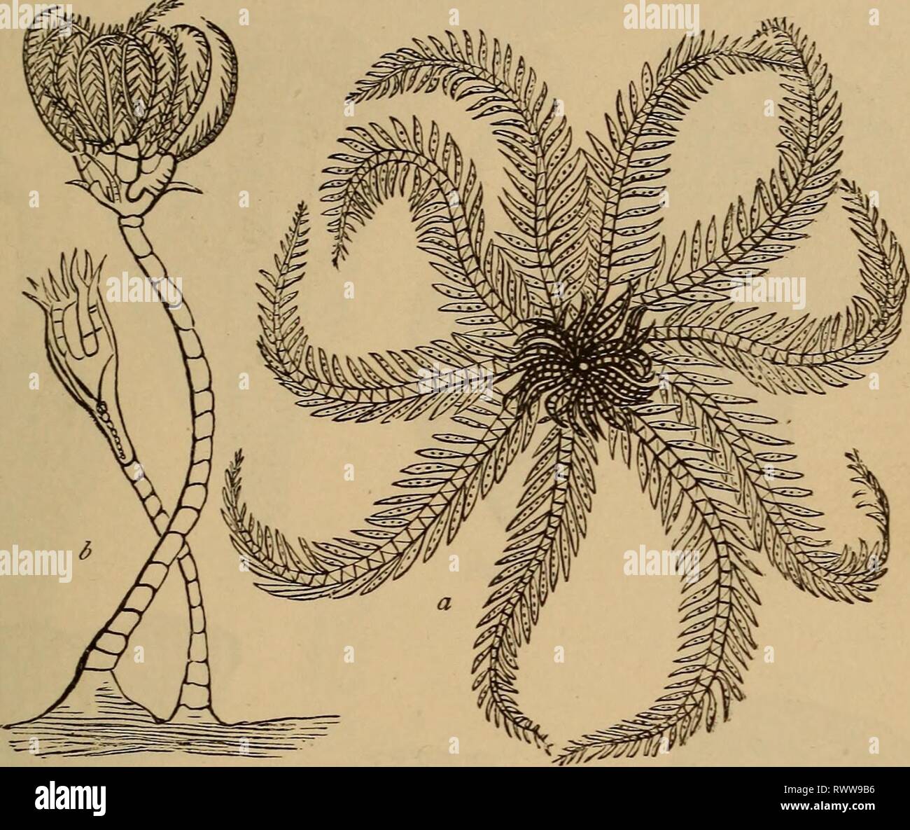 Elements of geology a Stock Photo - Alamy