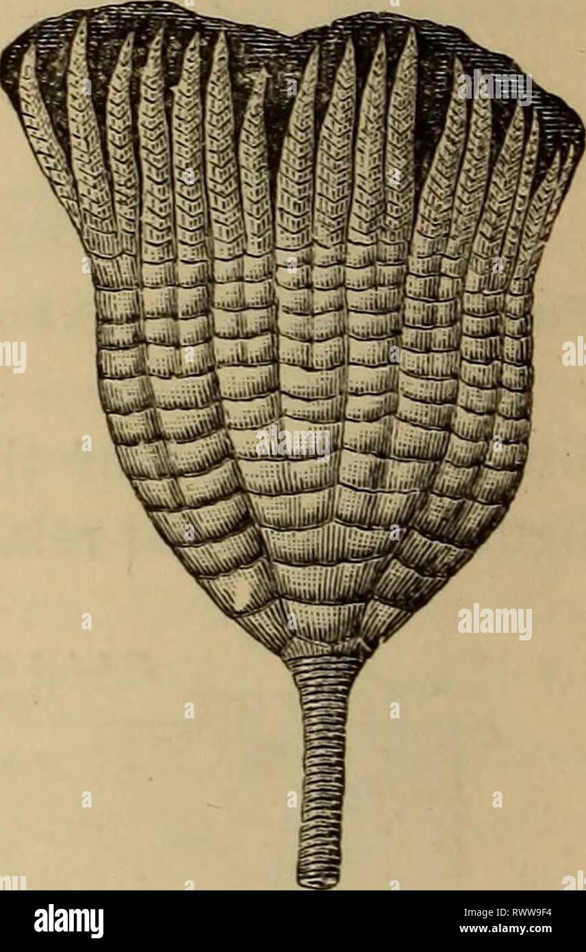 Elements of geology a Stock Photo - Alamy