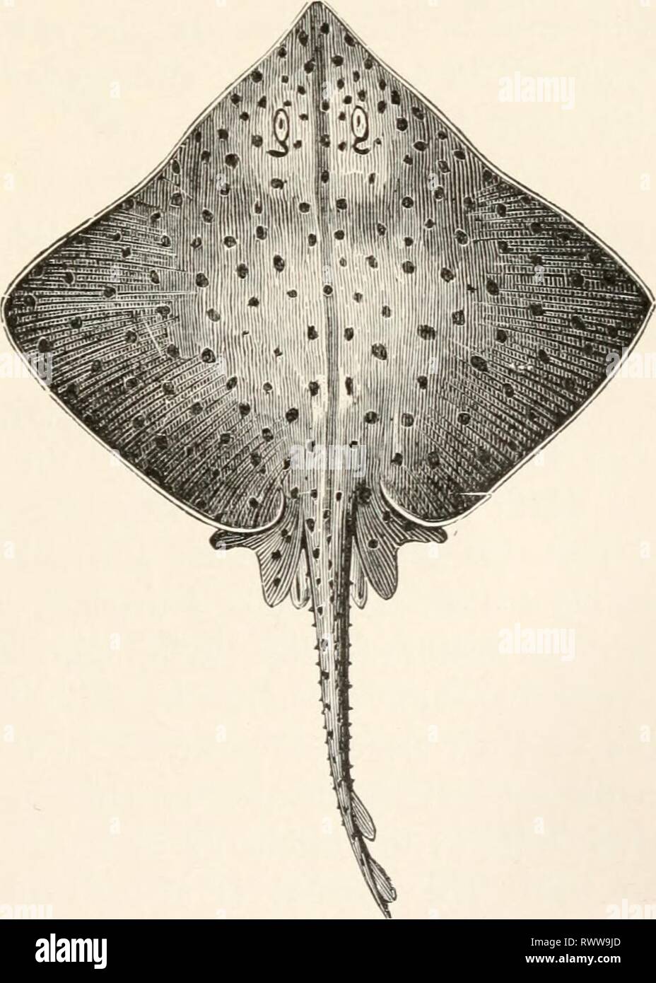 Holocephali hi-res stock photography and images - Alamy