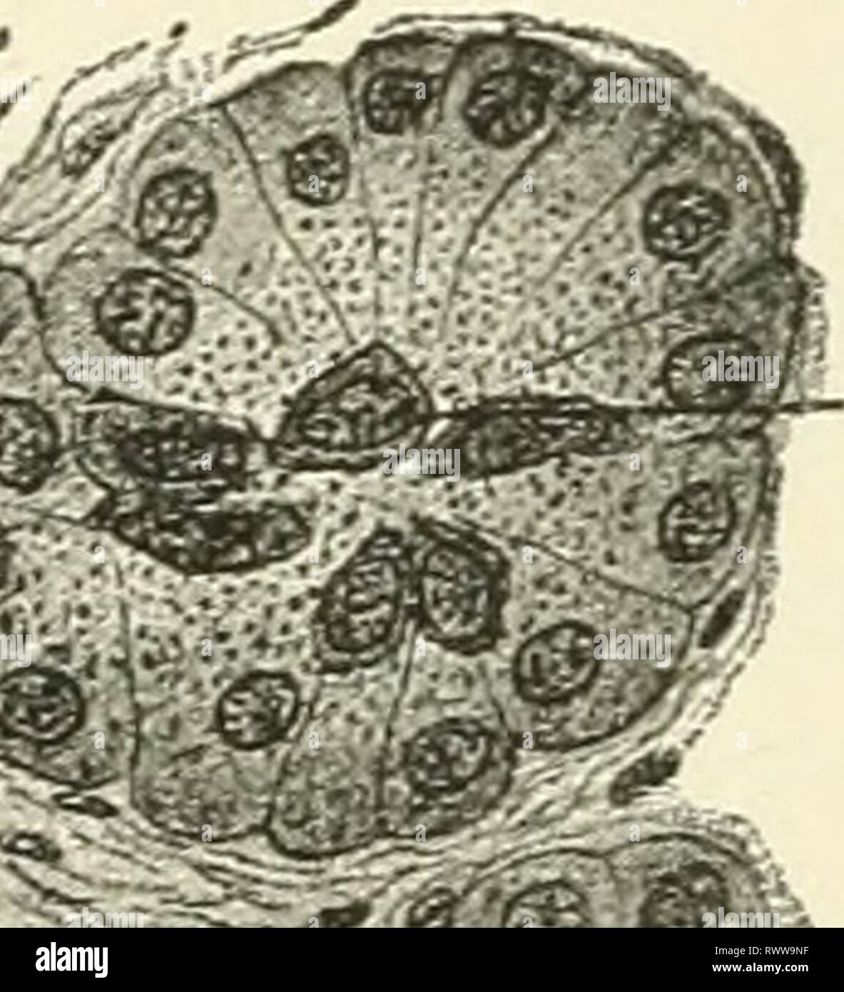 Elements of human physiology (1907 Stock Photo - Alamy