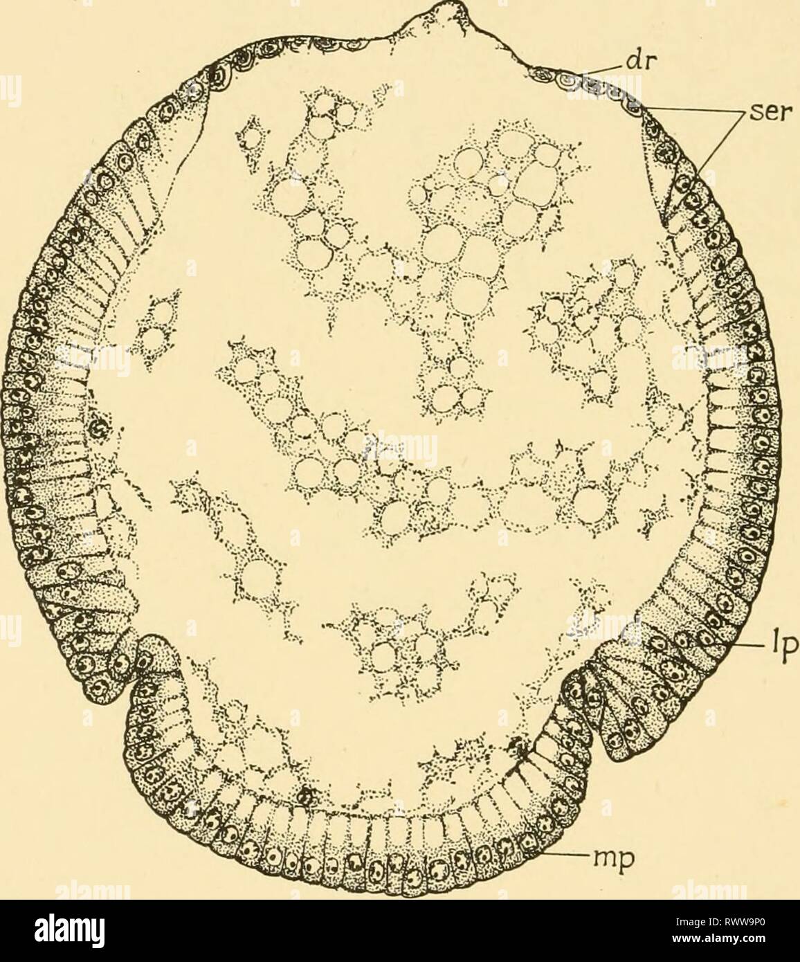 Embryology of insects and myriapods; Embryology of insects and ...