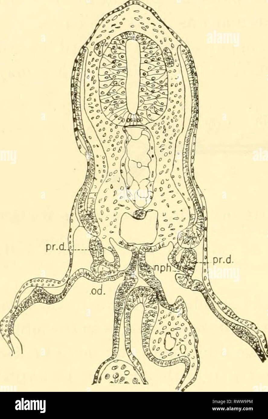 The elasmobranch fishes (1934 Stock Photo - Alamy