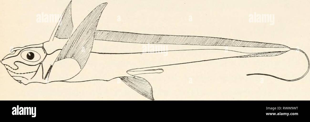 Holocephali High Resolution Stock Photography and Images - Alamy