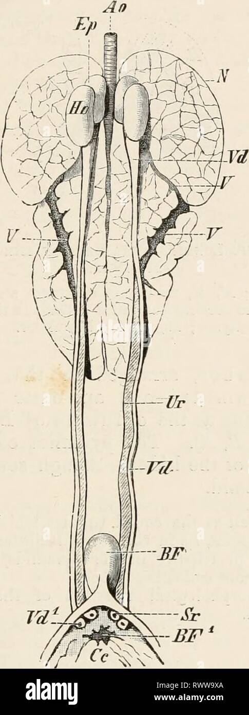 Elements of the comparative anatomy Stock Photo - Alamy