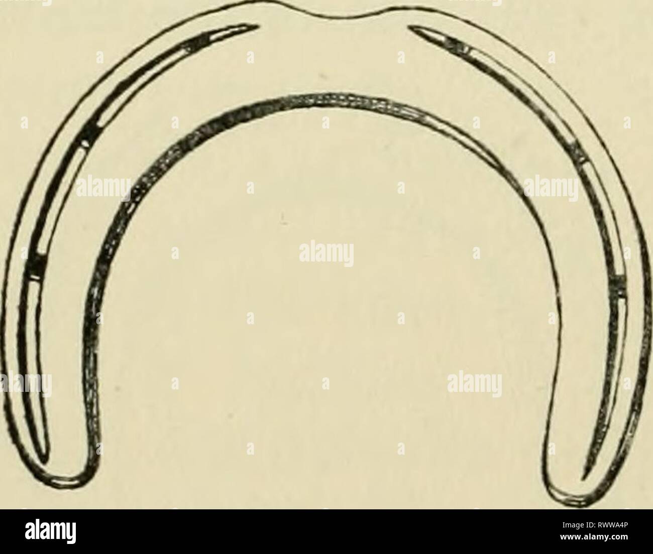 Hoof Print Outline High Resolution Stock Photography and Images - Alamy