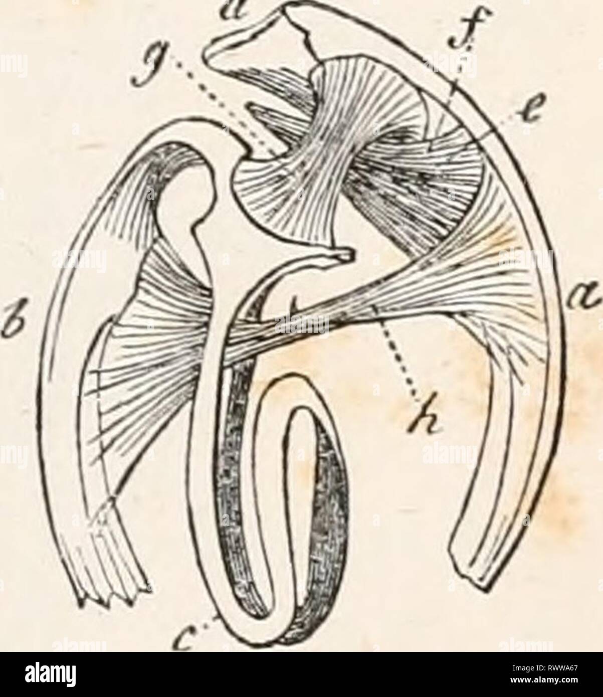 Elements of comparative anatomy (1878) Elements of comparative anatomy ...