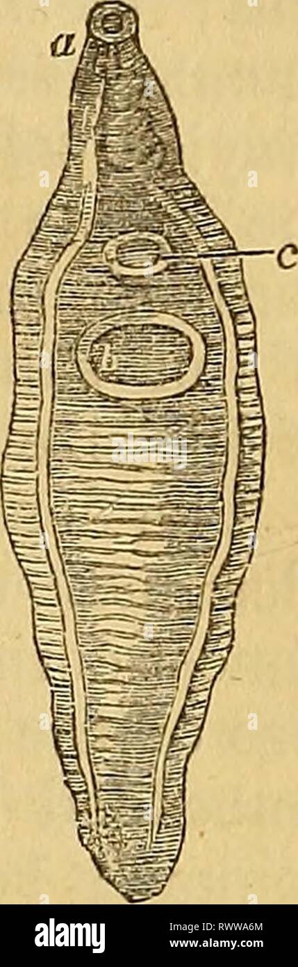 Elements of pathological anatomy (1843 Stock Photo - Alamy