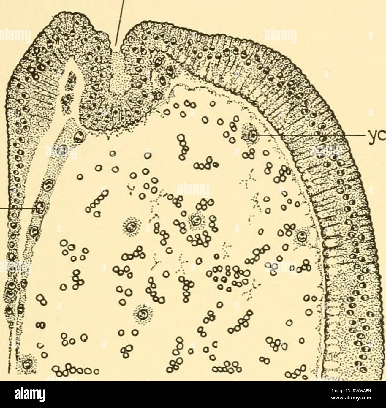 Heart formed by insects hi-res stock photography and images - Alamy