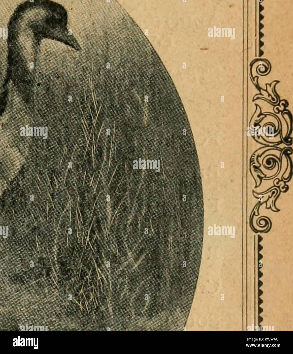 The Emu (1901 Stock Photo - Alamy