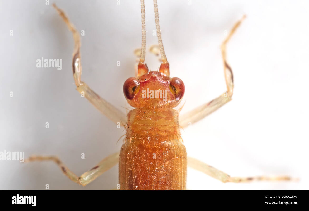 Macro Photography of Head of Cricket Isolated on White Wall Stock Photo ...