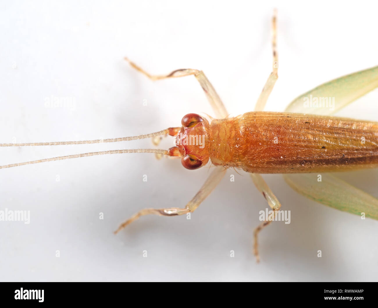 Macro Photography of Cricket Isolated on White Wall Stock Photo - Alamy