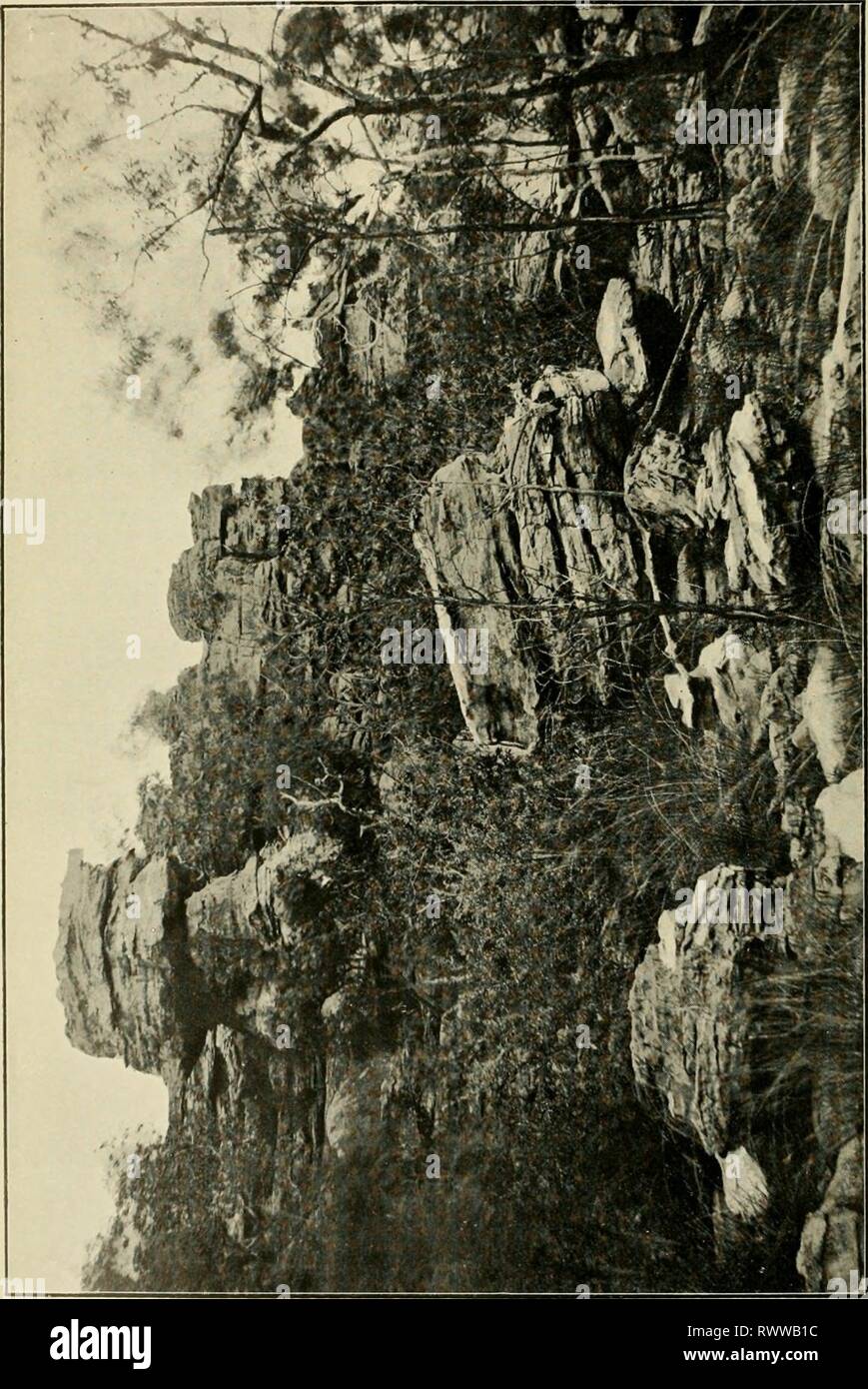 The Emu official organ Stock Photo - Alamy