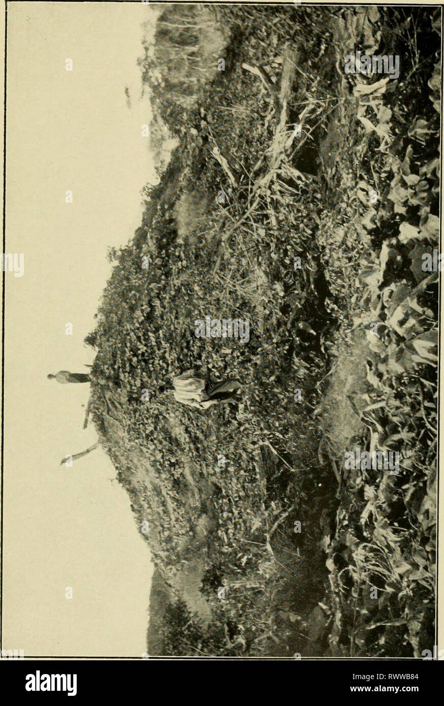 The Emu official organ Stock Photo - Alamy