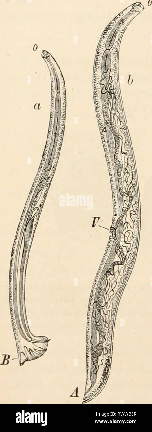 Nemathelminthes hi-res stock photography and images - Alamy