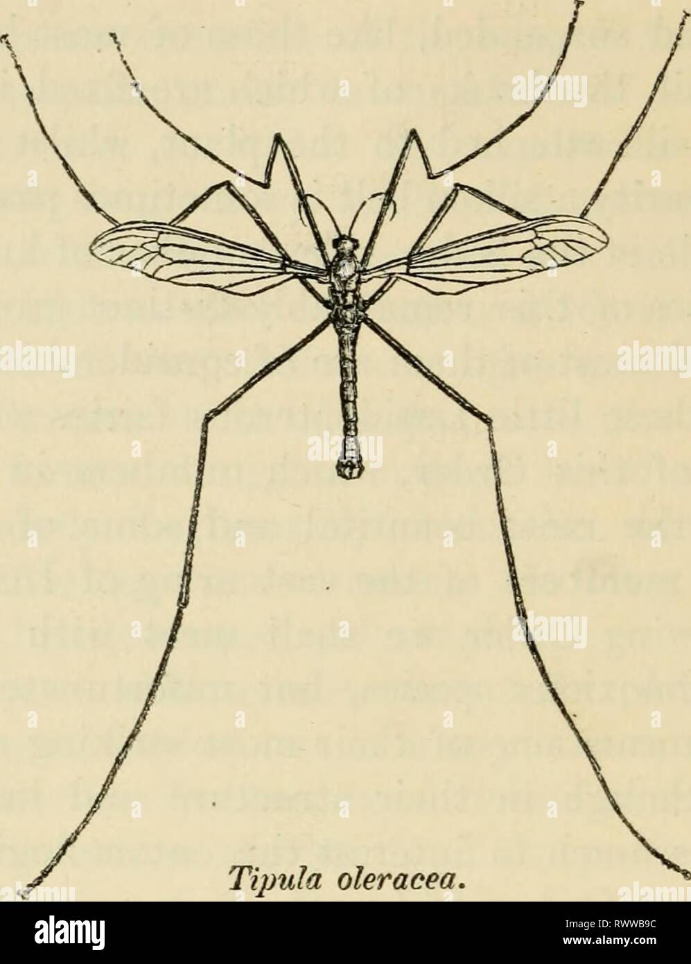 Elements of entomology an outline Stock Photo - Alamy
