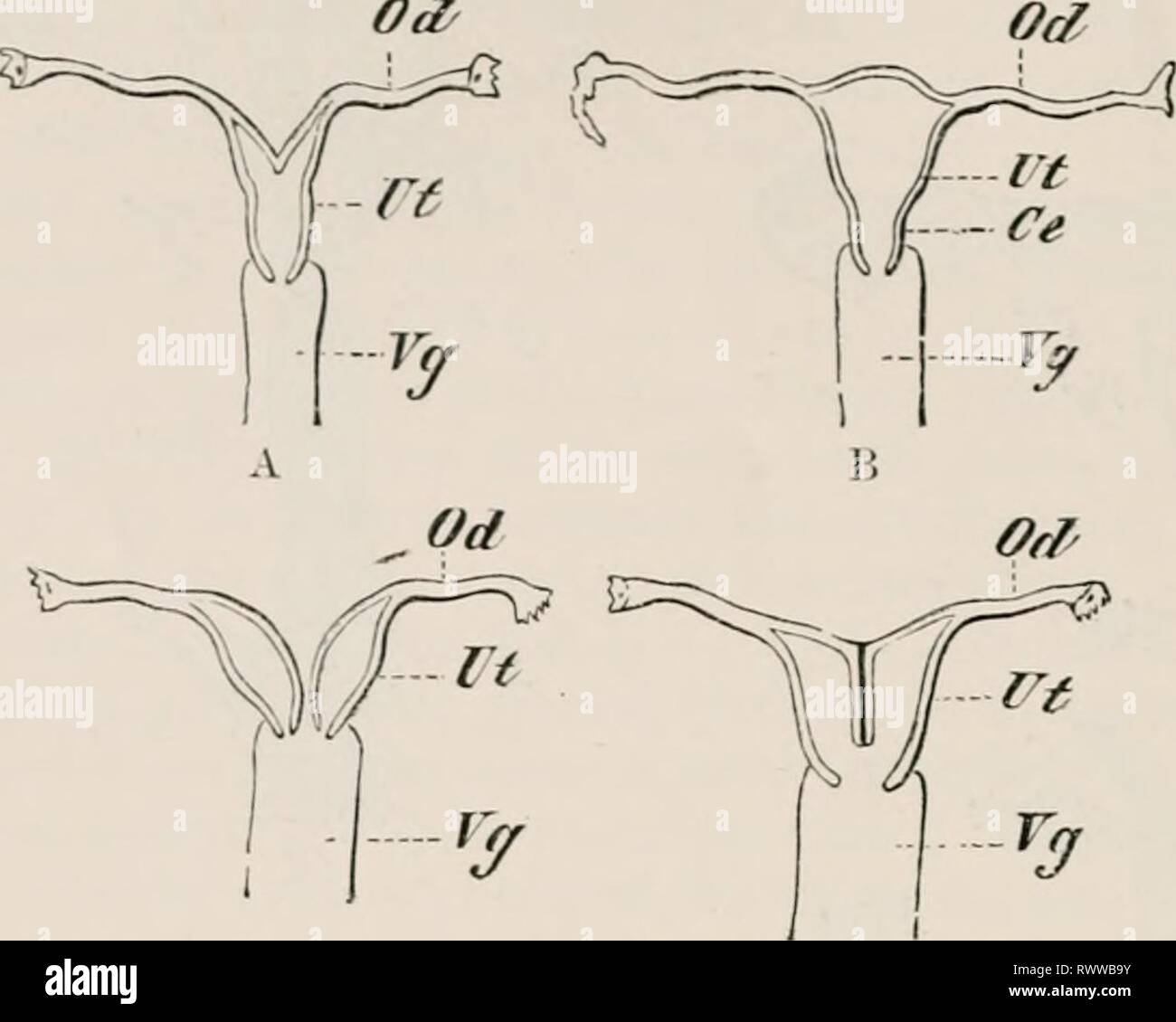 Elements of the comparative anatomy Stock Photo - Alamy