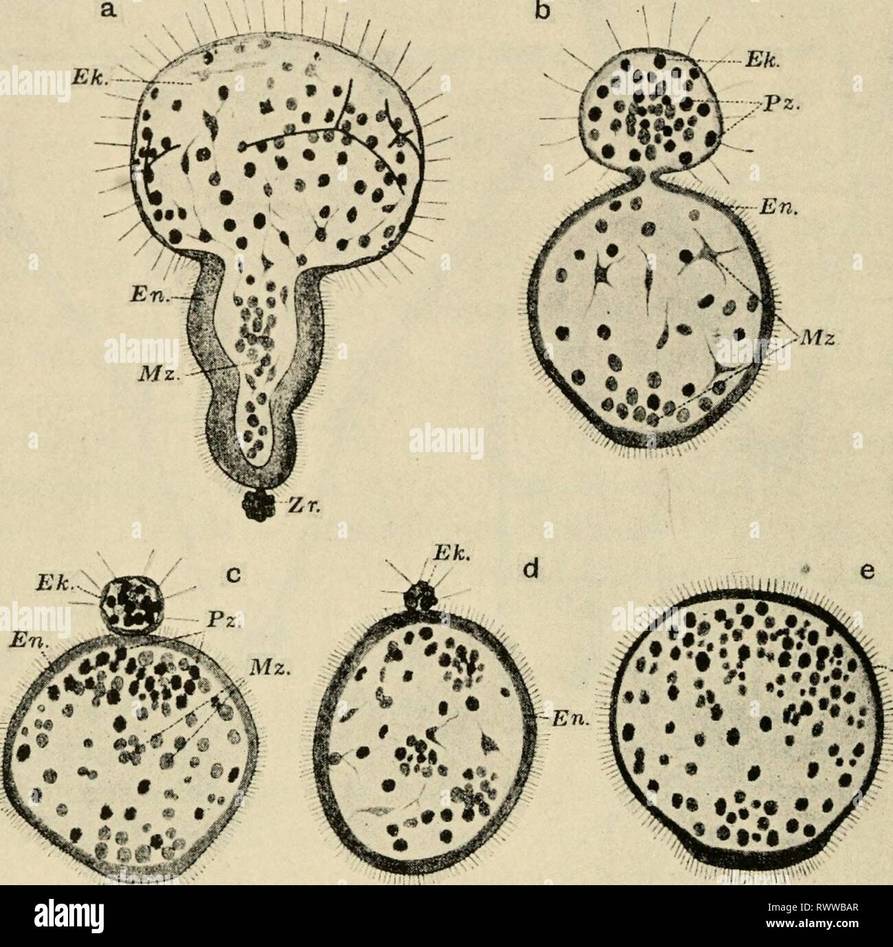 The elements of experimental embryology Stock Photo - Alamy