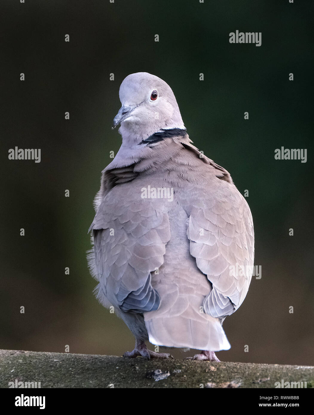 Ring neck dove hi-res stock photography and images - Alamy