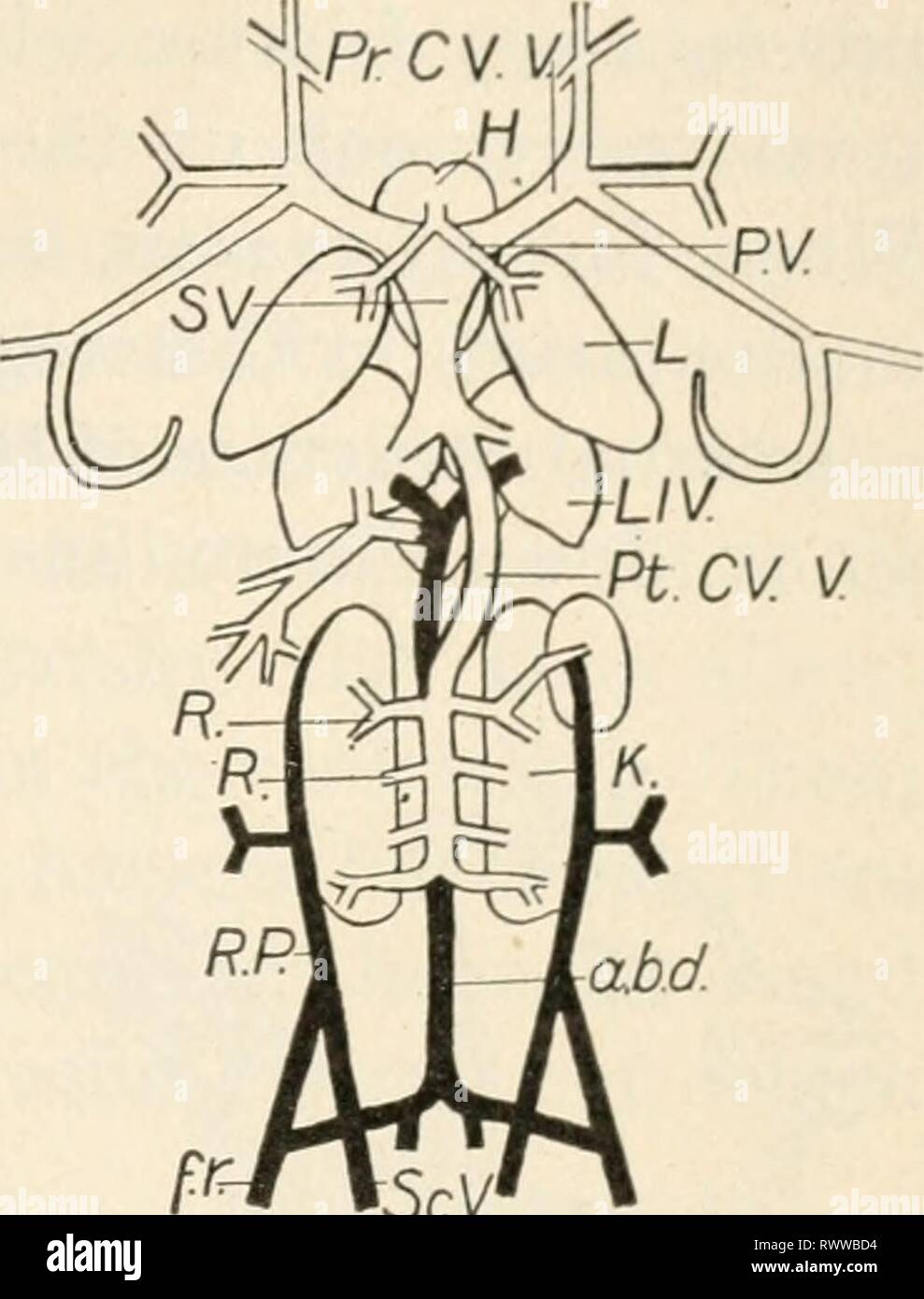Ventral abdominal surface hi-res stock photography and images - Alamy