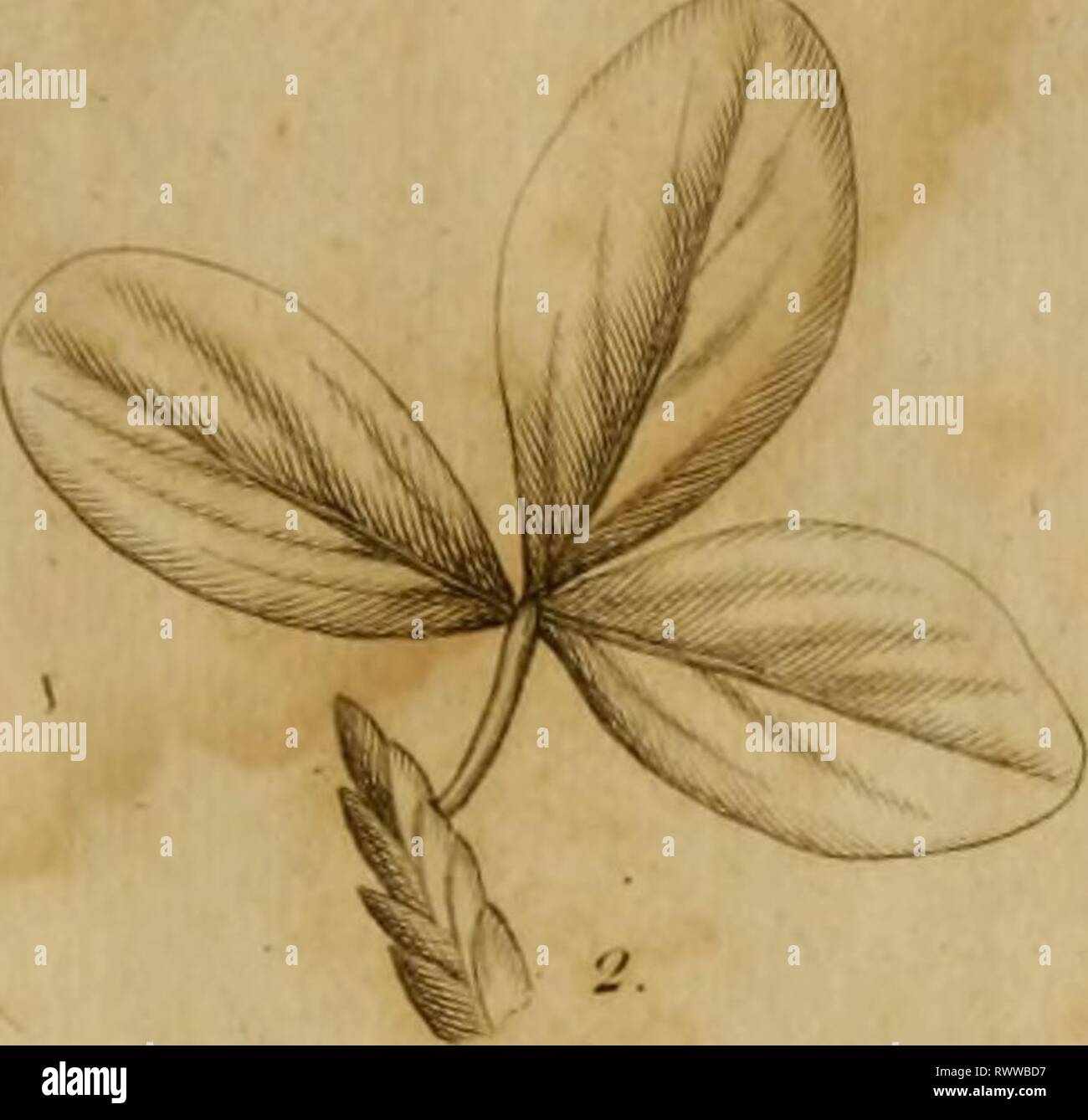 Elements of botany or, Outlines Elements of botany: or, Outlines of the ...